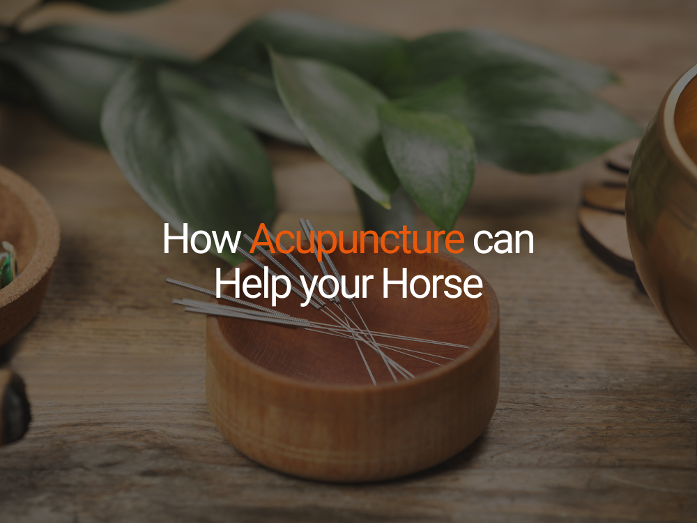 How Acupuncture can help your horse – Equilibrium