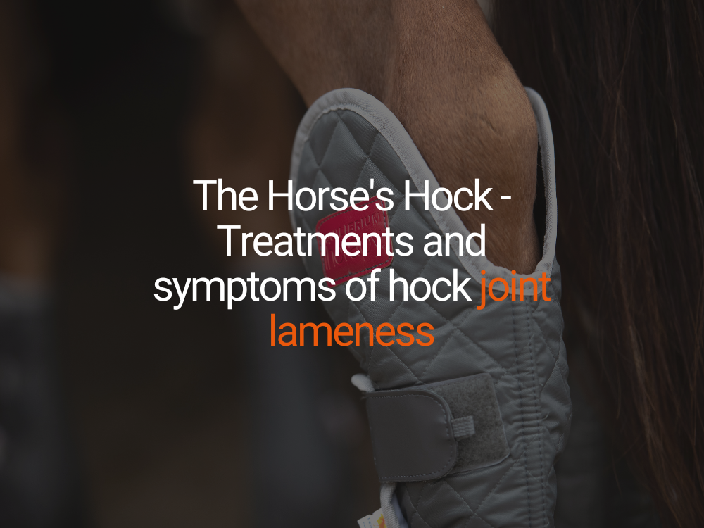 The Horse's Hock - Treatments and symptoms of hock joint lameness ...