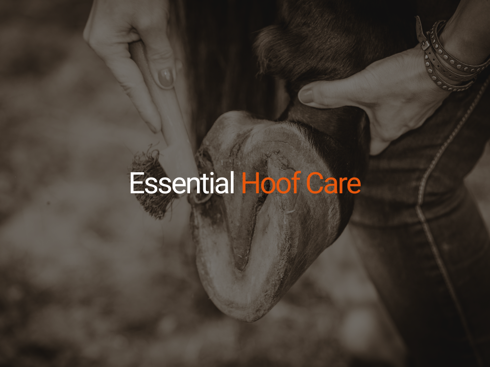 Essential Hoof Care – Equilibrium