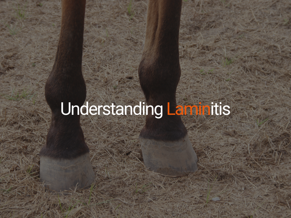 Understanding Laminitis – Equilibrium
