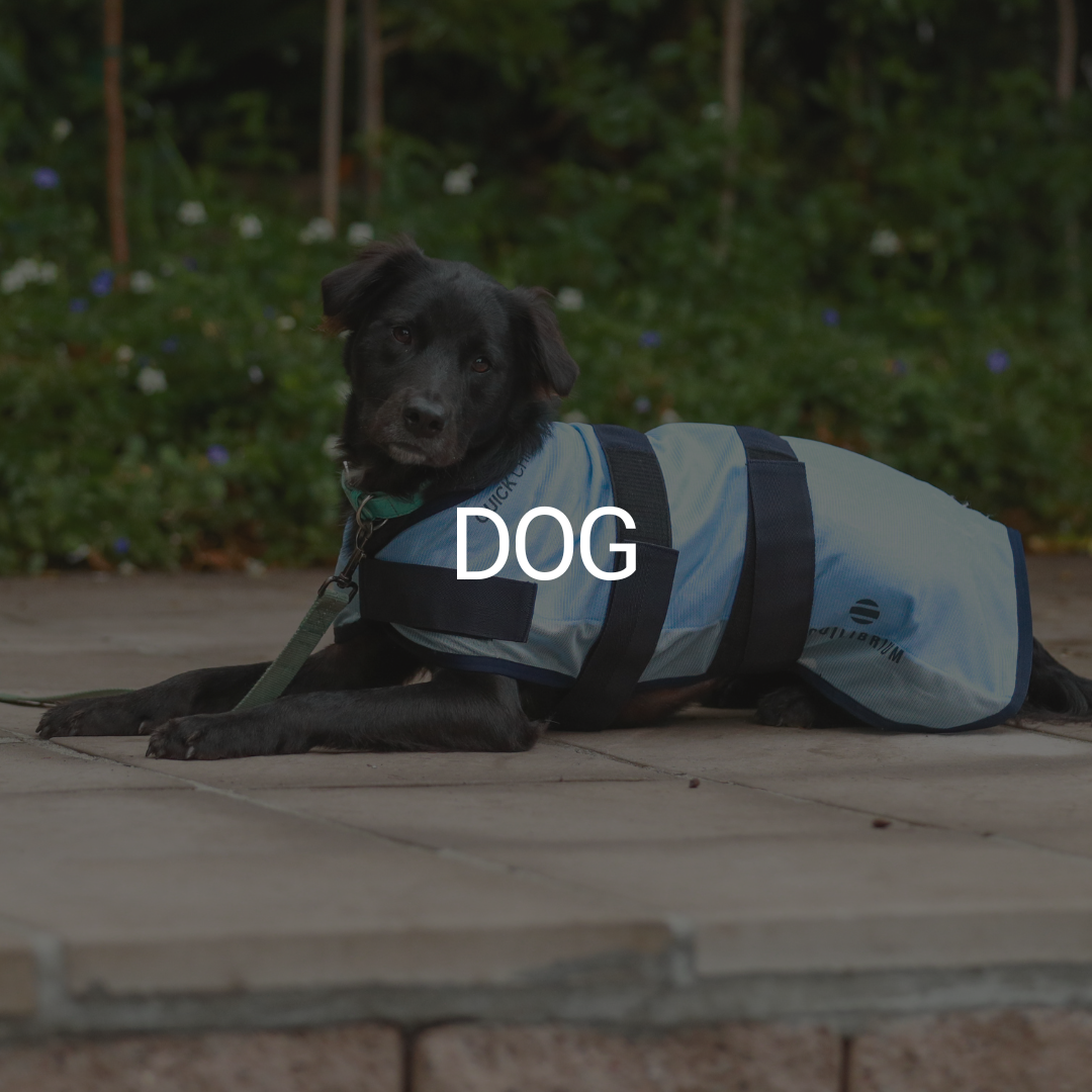 Dog – Equilibrium