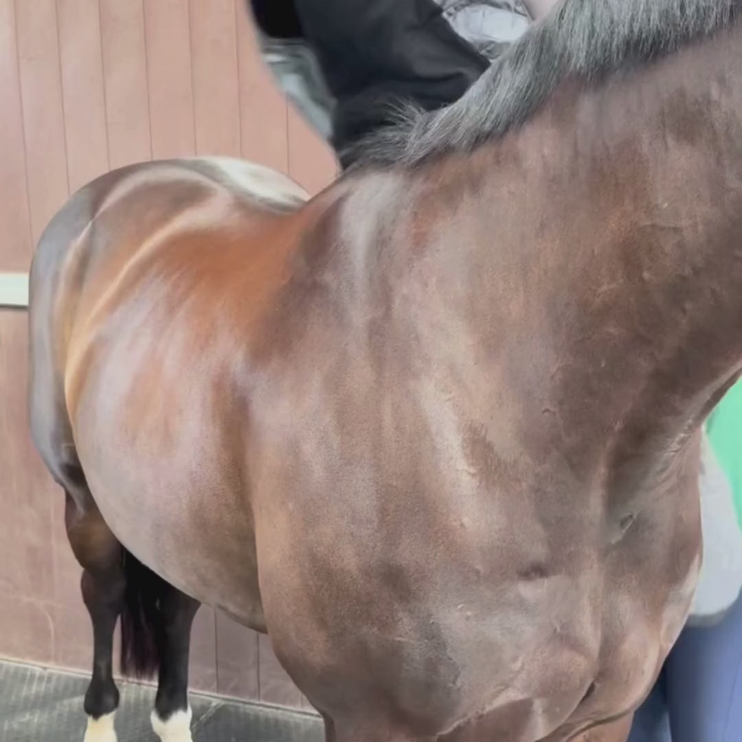 Le Jarret du Cheval - Traitements et symptômes de la boiterie du jarre ...